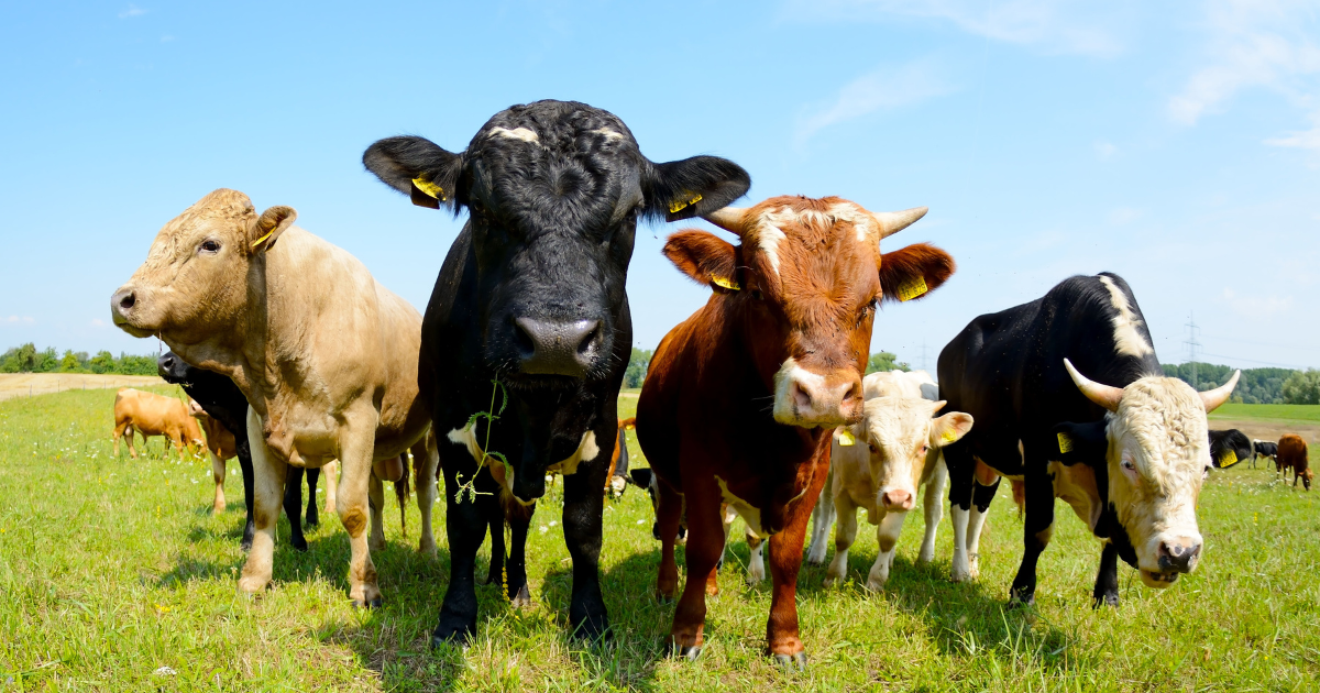 Cultivator | AGTECH ACCELERATOR | Cultivating Canadian Agtech